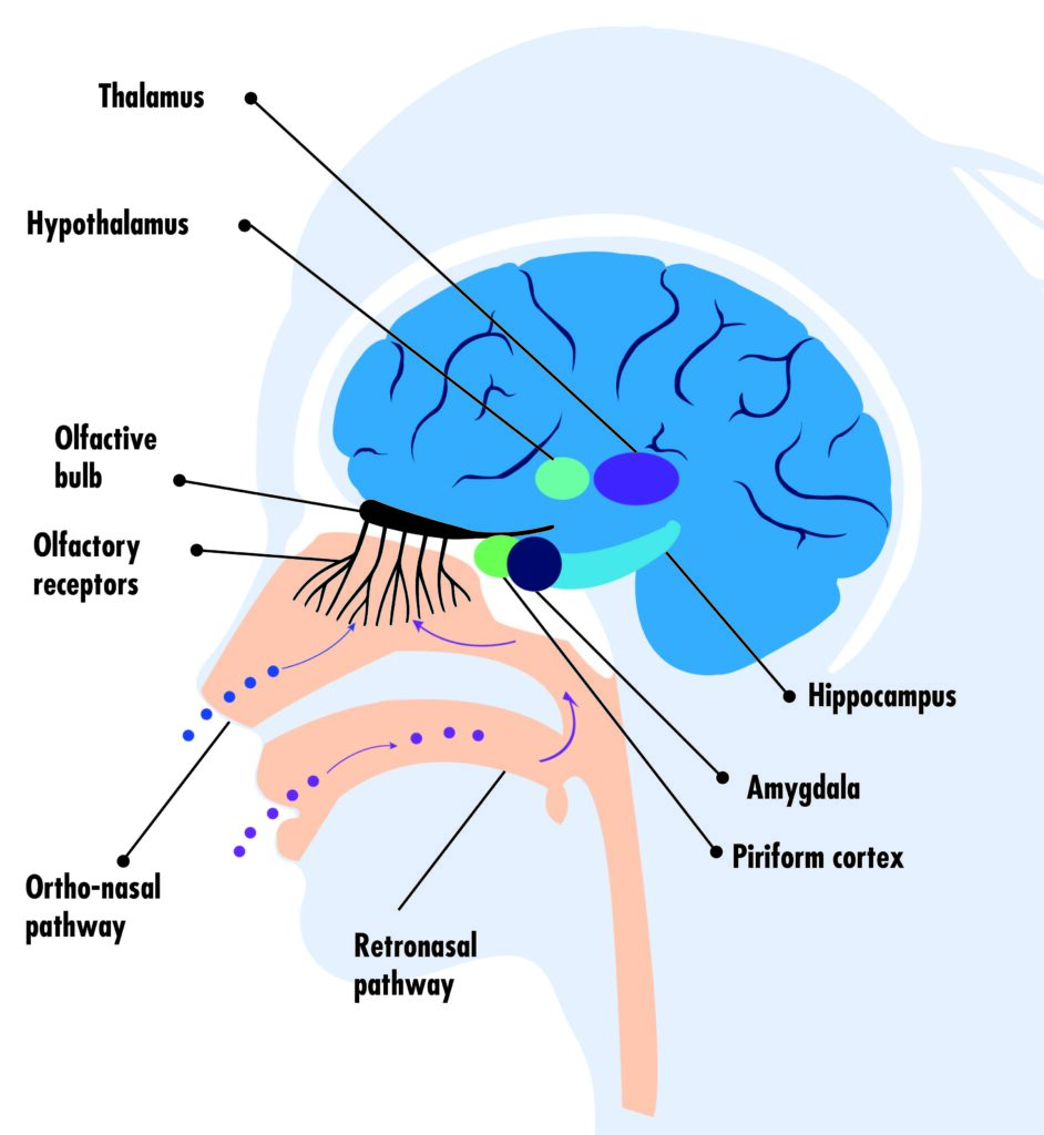 Olfaction: understanding the impact of olfactory molecules - Phodé